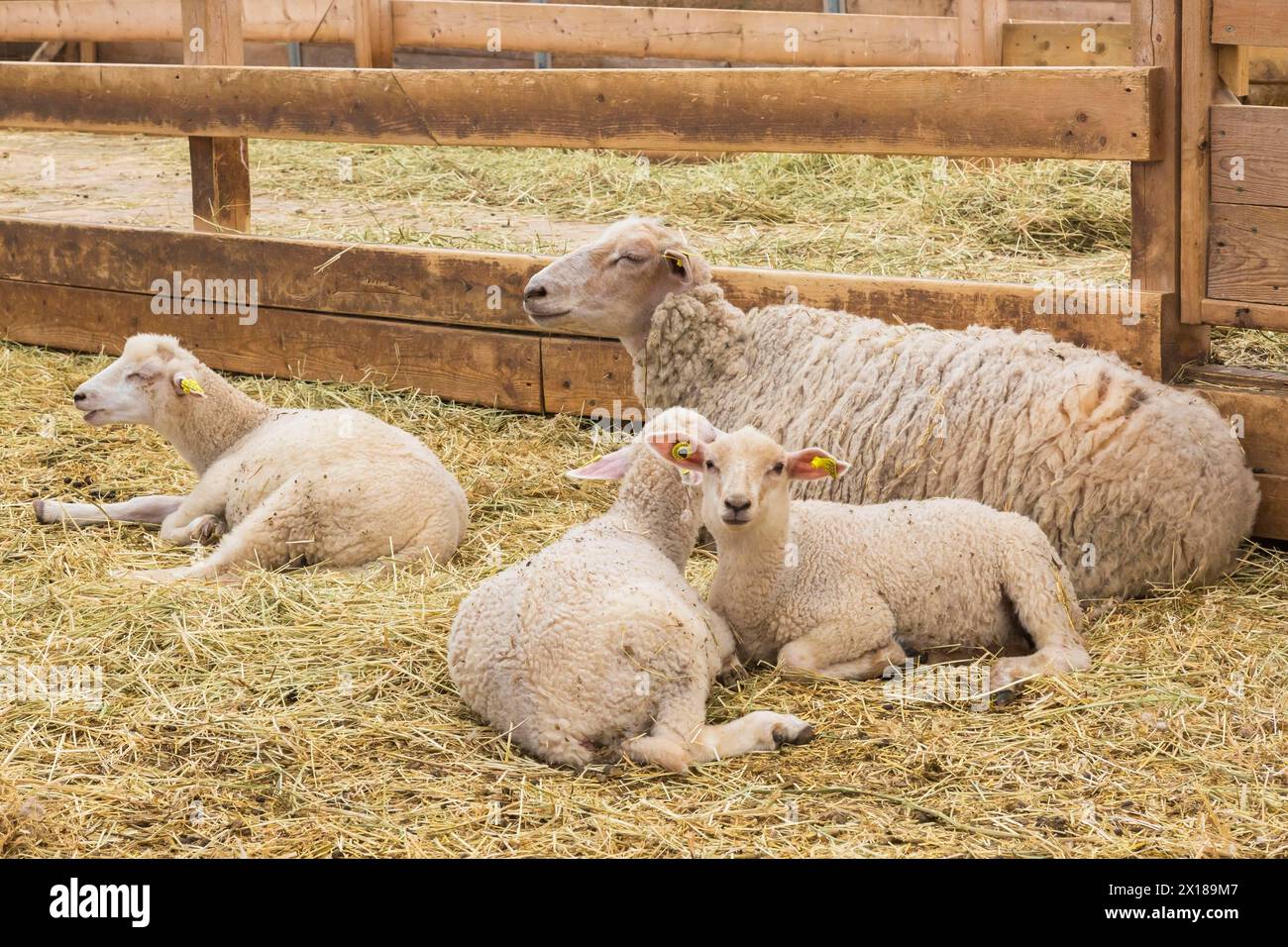 Arcott Rideau lambs in sheep pen being bred and raised for meat, Quebec ...