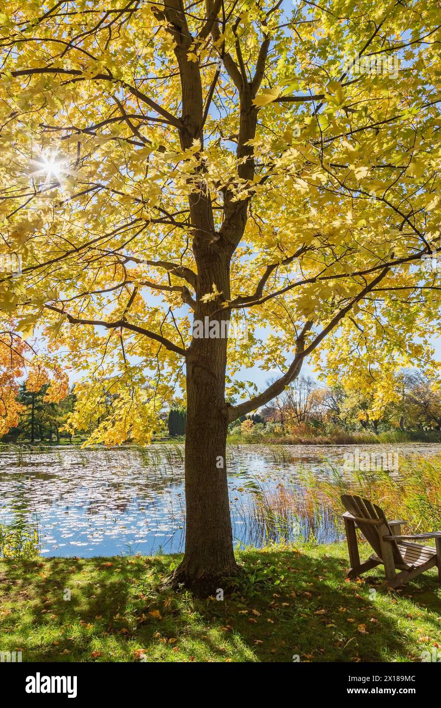 Wooden adirondack chair on green grass lawn beneath Acer, Maple tree ...