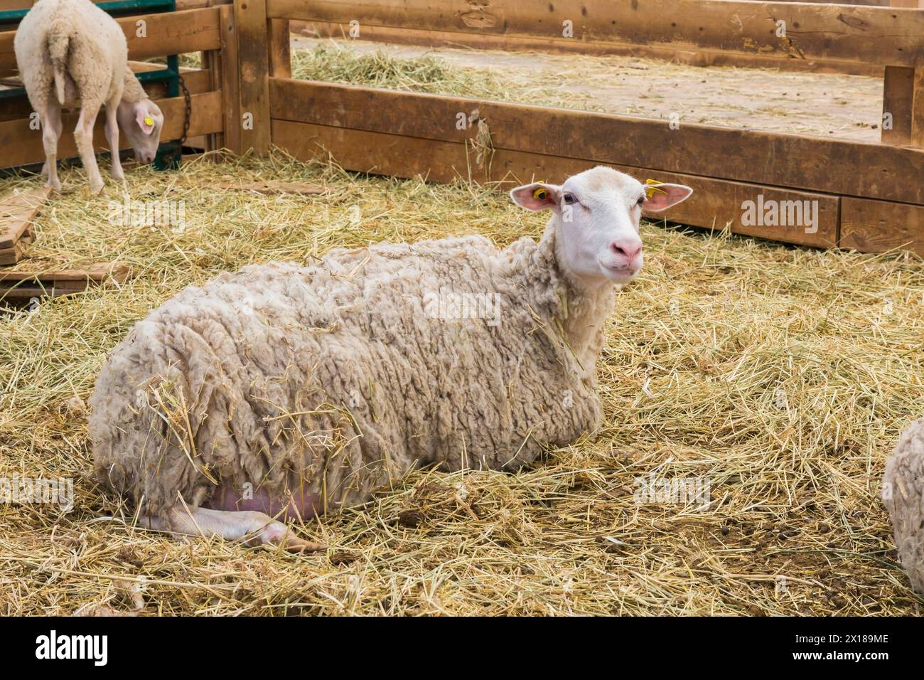 Arcott Rideau lambs in sheep pen being bred and raised for meat, Quebec ...