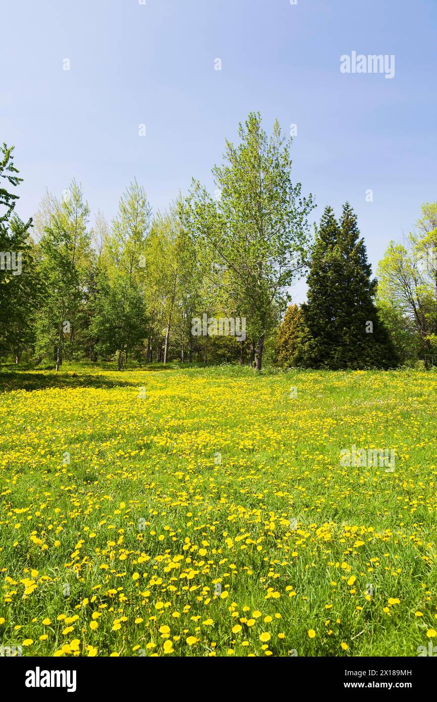 Green grass field with yellow Taraxacum, Dandelion flowers bordered by ...