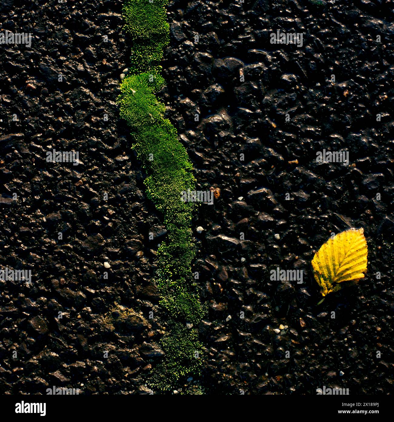 Moss grows in the crevices of a tarred surface Stock Photo - Alamy