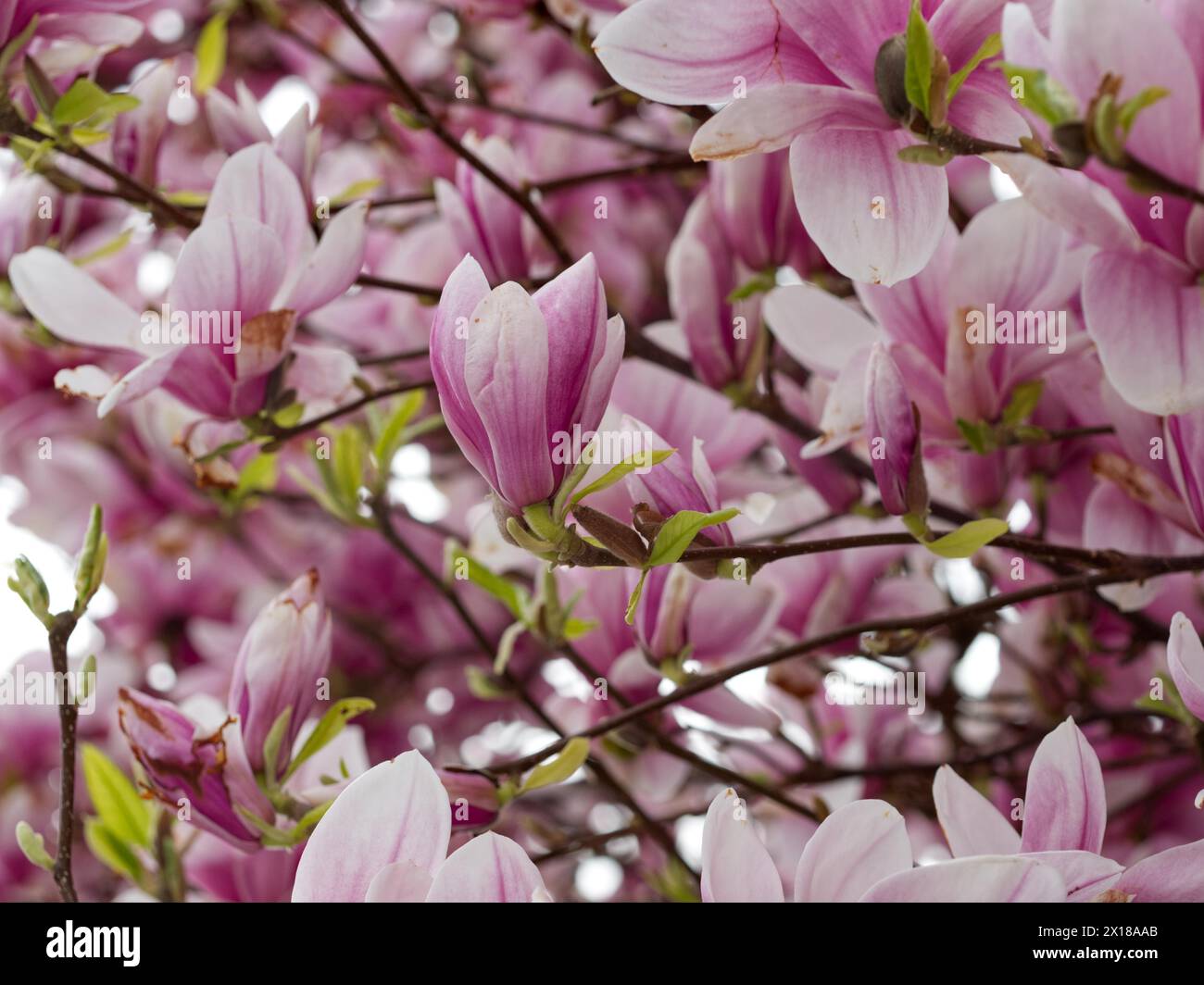 Magnoliaceae hi-res stock photography and images - Alamy