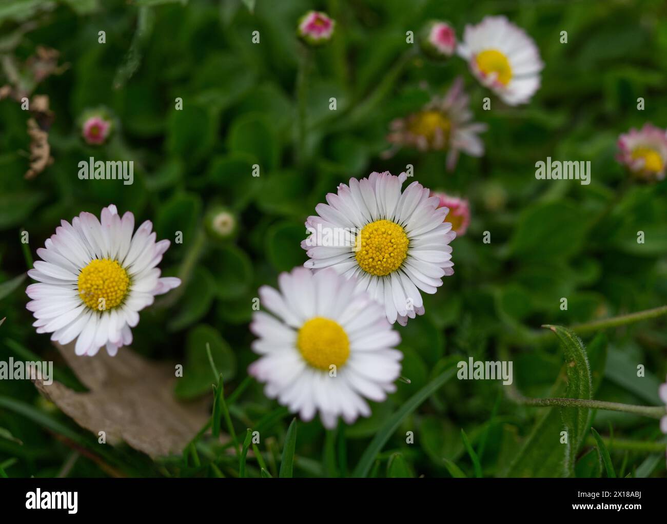Common daisy (Bellis perennis Stock Photo - Alamy
