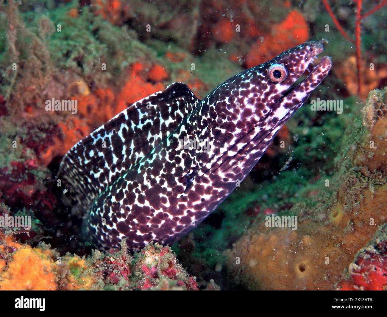 Spotted moray (Gymnothorax moringa), dive site Amber Jack, Destin ...