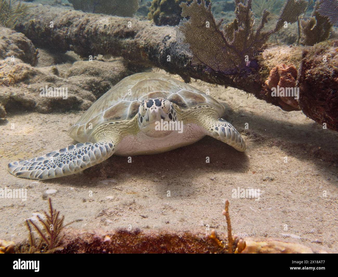 Hawksbill turtle (Eretmochelys imbricata imbricata) on the wreck of the ...