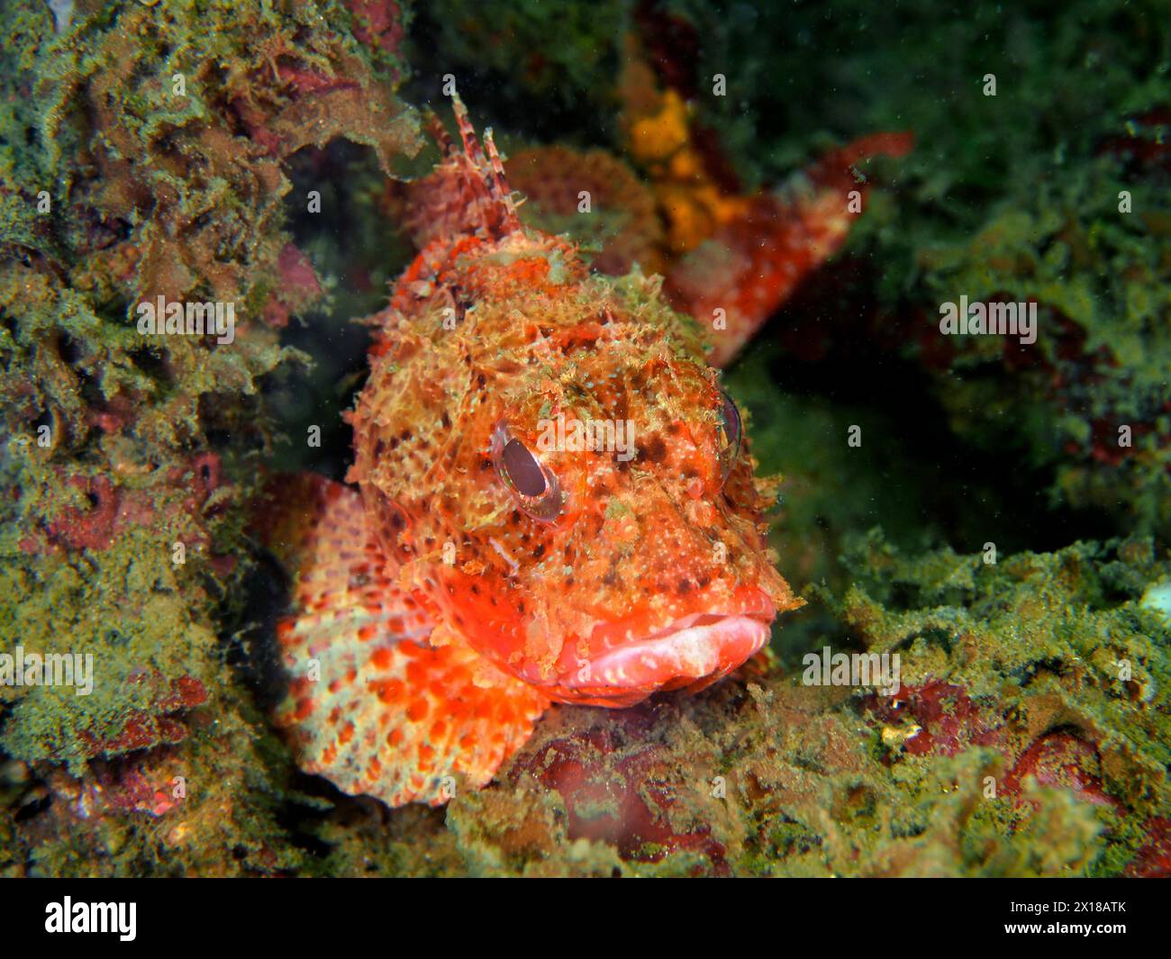 Brazil scorpionfish (Scorpaena brasiliensis), dive site Anna's Reef ...