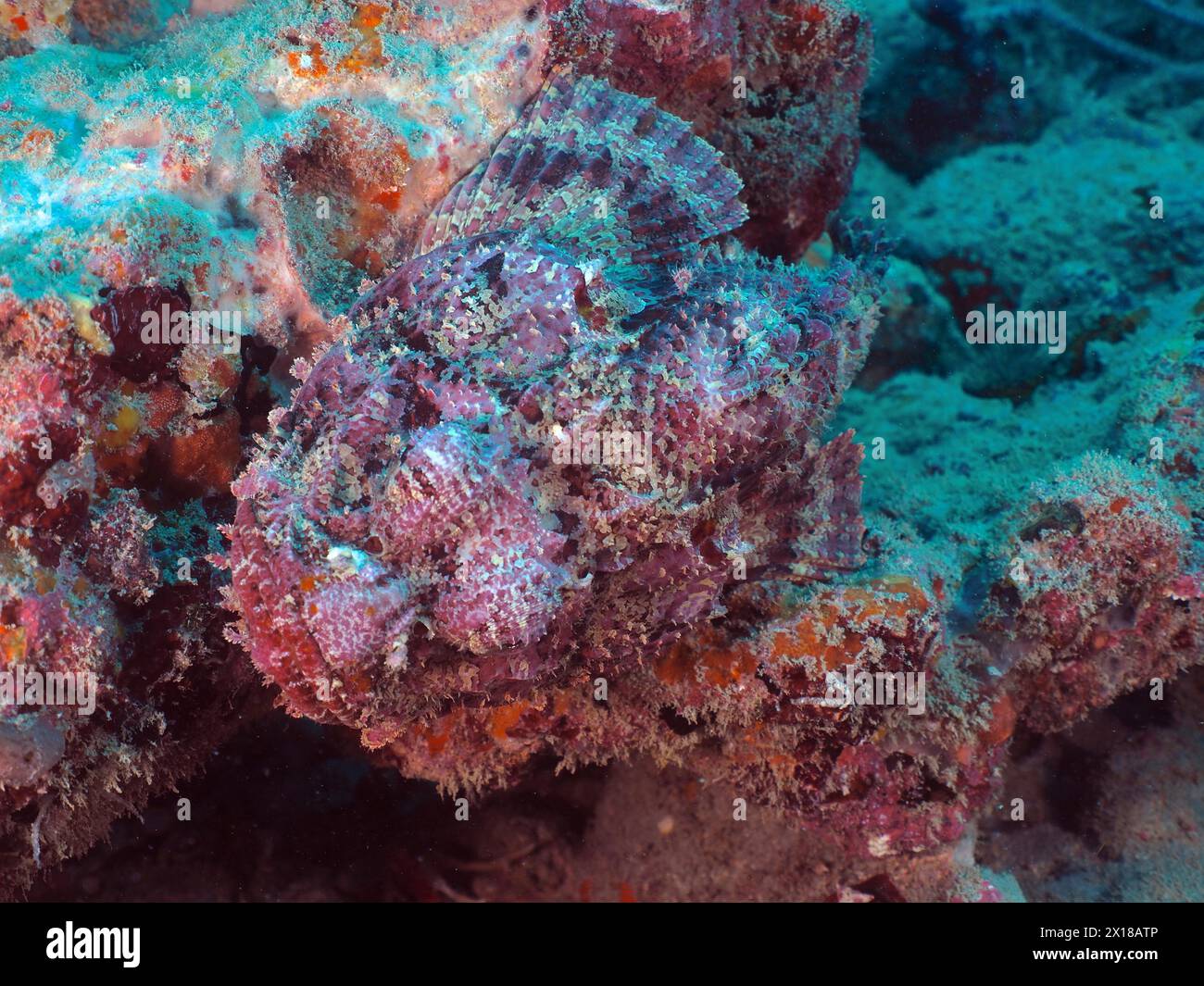 Banded scorpionfish (Scorpaena plumieri), dive site Blue Heron Bridge ...