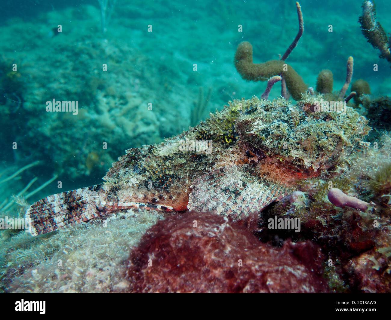 Well camouflaged banded scorpionfish (Scorpaena plumieri), dive site ...