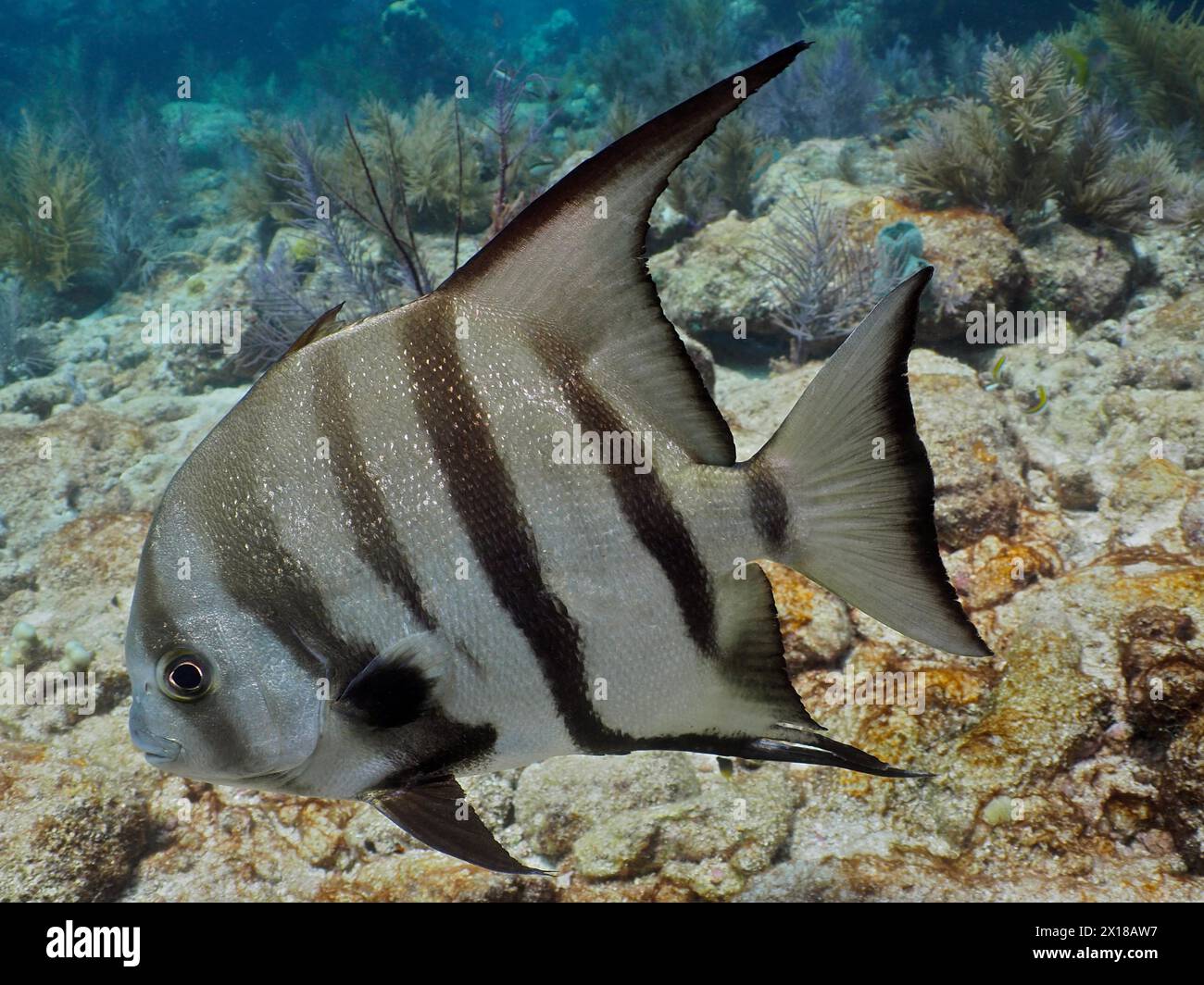 Atlantic spadefish (Chaetodipterus faber) in a typical Caribbean reef ...