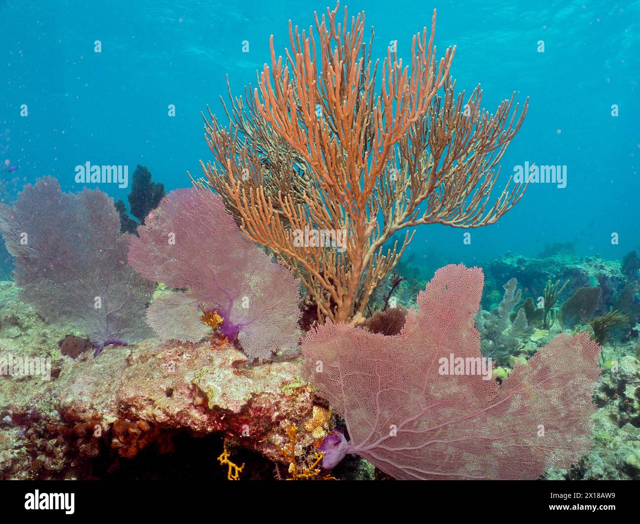 Bent sea rod (Plexaura flexuosa) and common sea fan (Gorgonia ventalina), dive site John ...