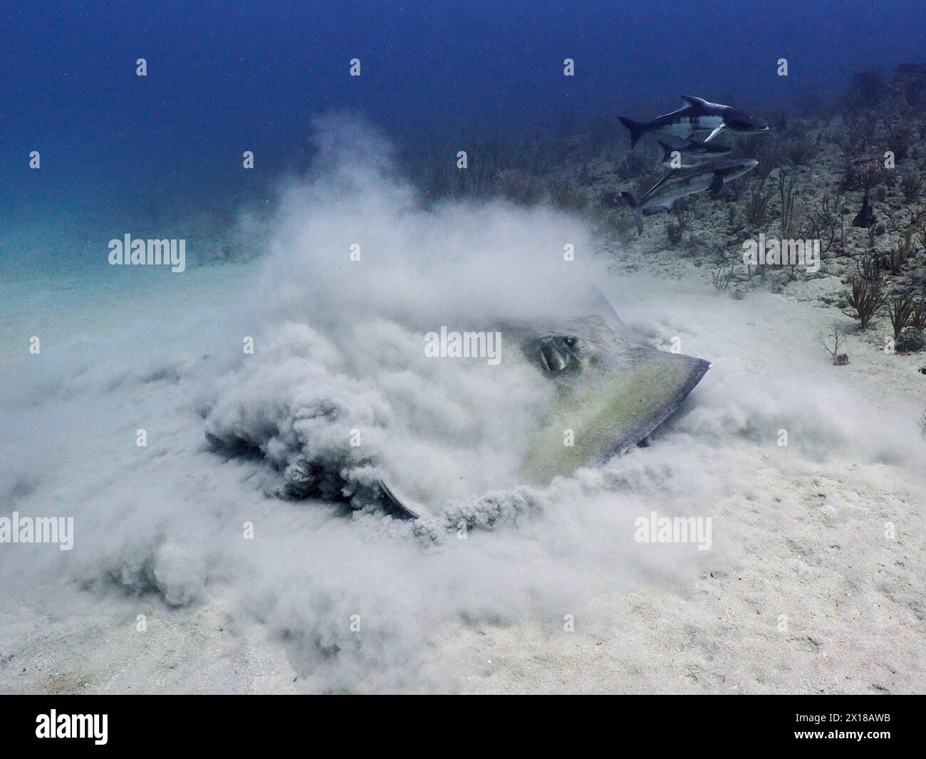Hypanus hi-res stock photography and images - Alamy