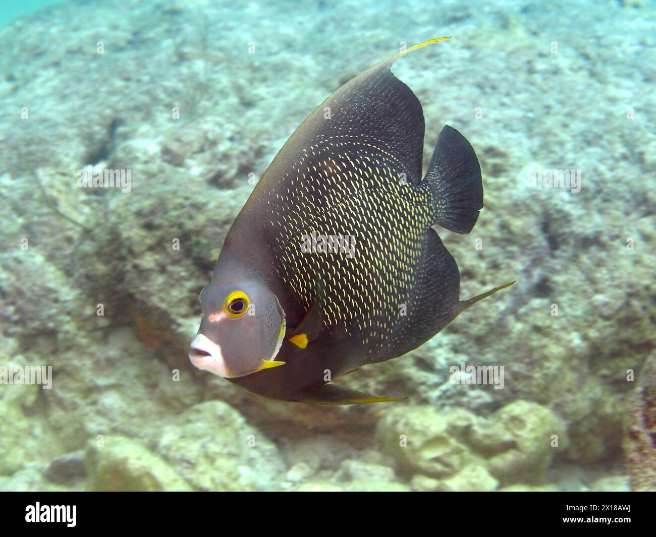 French angelfish (Pomacanthus paru), dive site John Pennekamp Coral ...