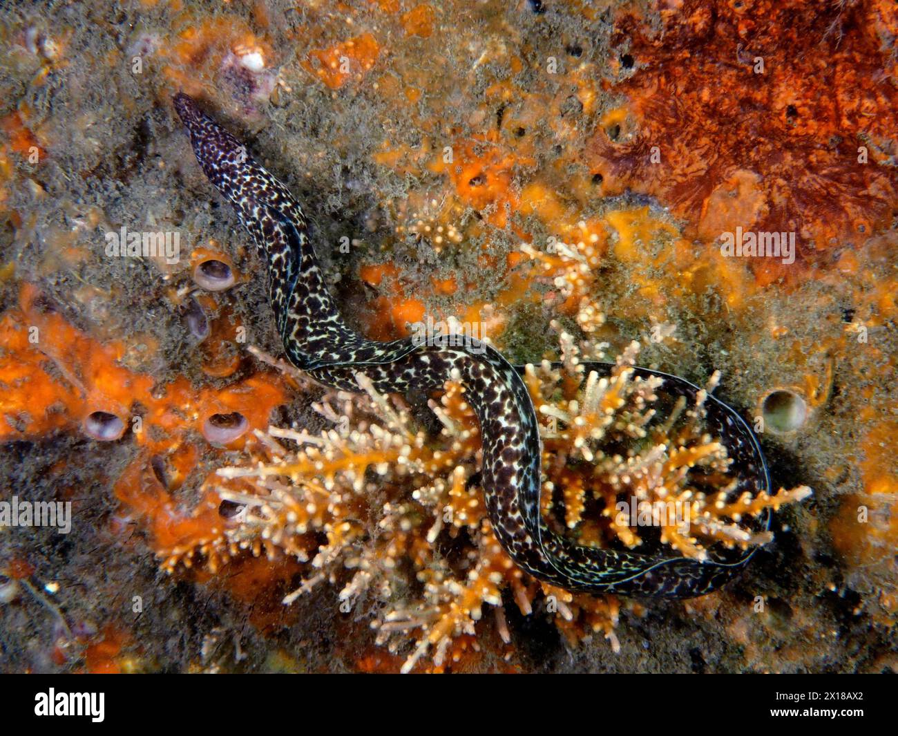 Spotted moray (Gymnothorax moringa), dive site Blue Heron Bridge, Phil ...