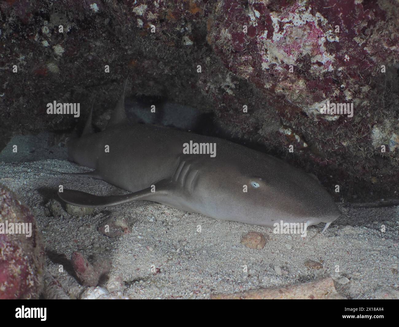 An Atlantic nurse shark (Ginglymostoma cirratum) rests in the sand at ...