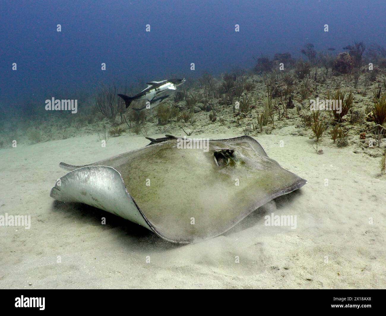 American stingray (Hypanus americanus) . Dive site Breakers, Palm Beach ...