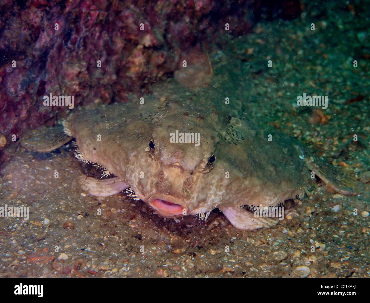 Rolex Reef bat (Ogcocephalus parvus), sea bat, Rolex Reef dive site ...