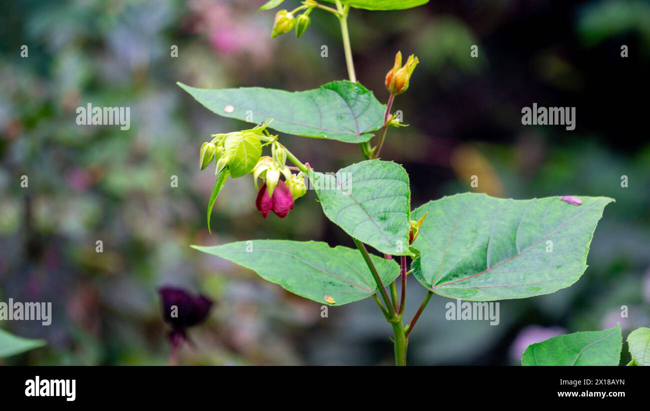 Devil's Cotton (Abroma augustum, Ulat Kambal, perennial Indian hemp ...