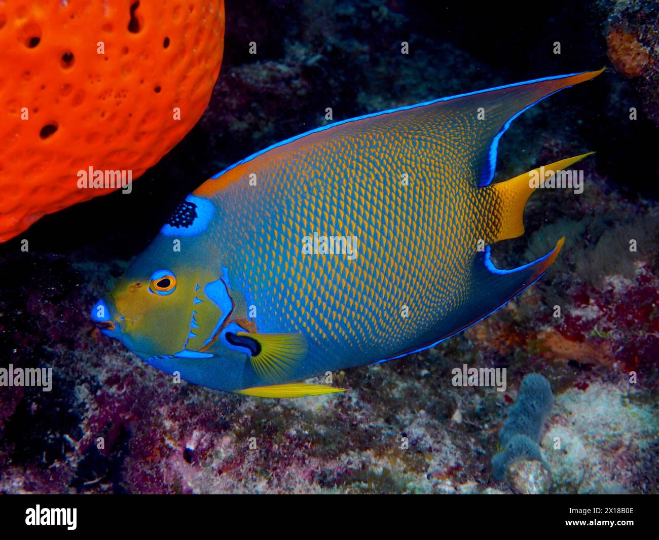 Queen angelfish (Holacanthus ciliaris), dive site John Pennekamp Coral ...