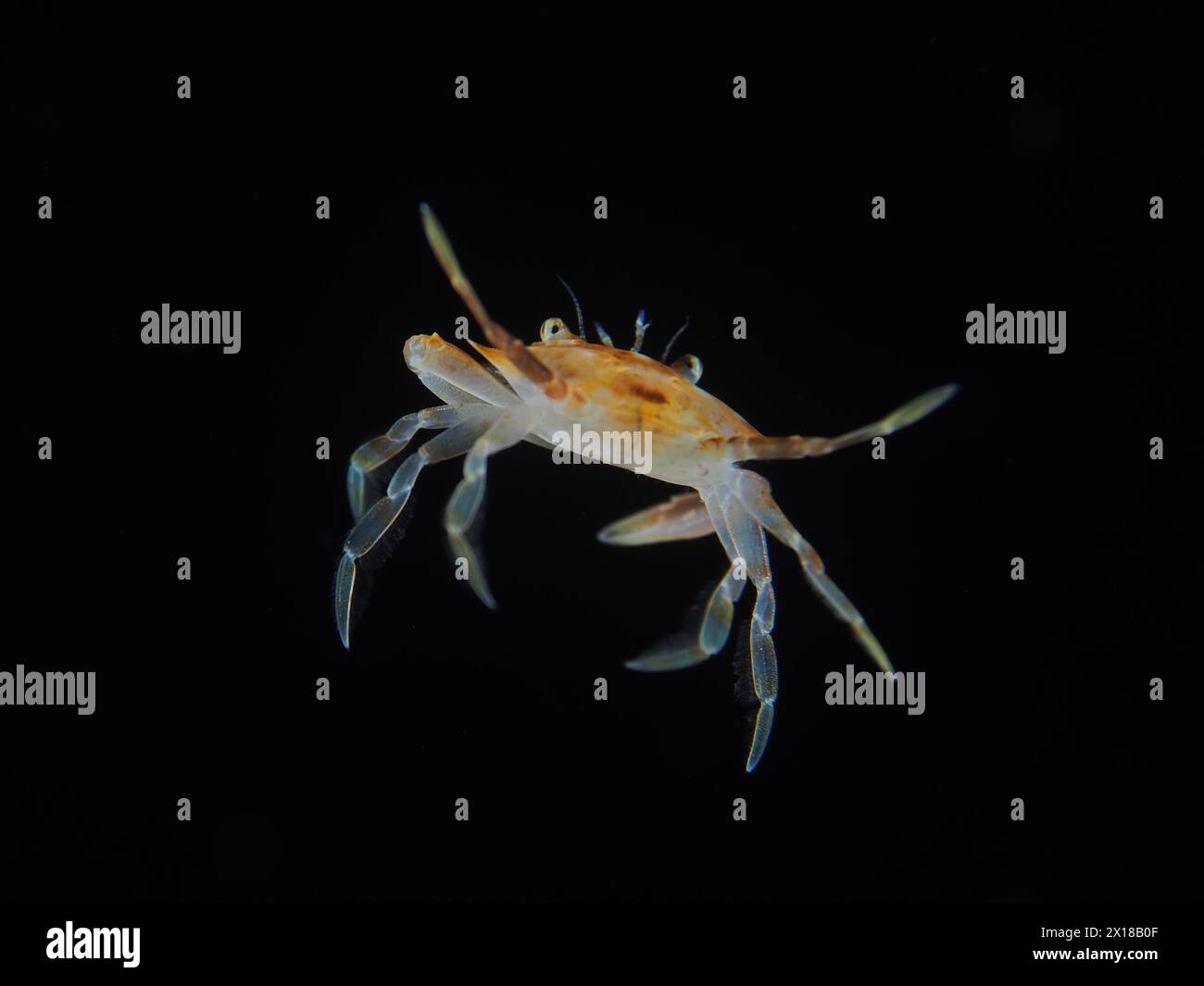 Sargassum swimming crab (Portunus sayi) at night, dive site Riviera ...