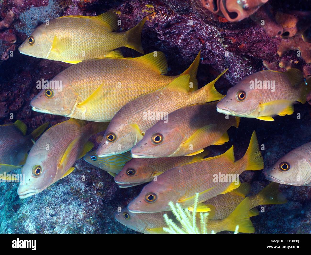 School of fish, group of schoolmaster snappers (Lutjanus apodus), dive ...