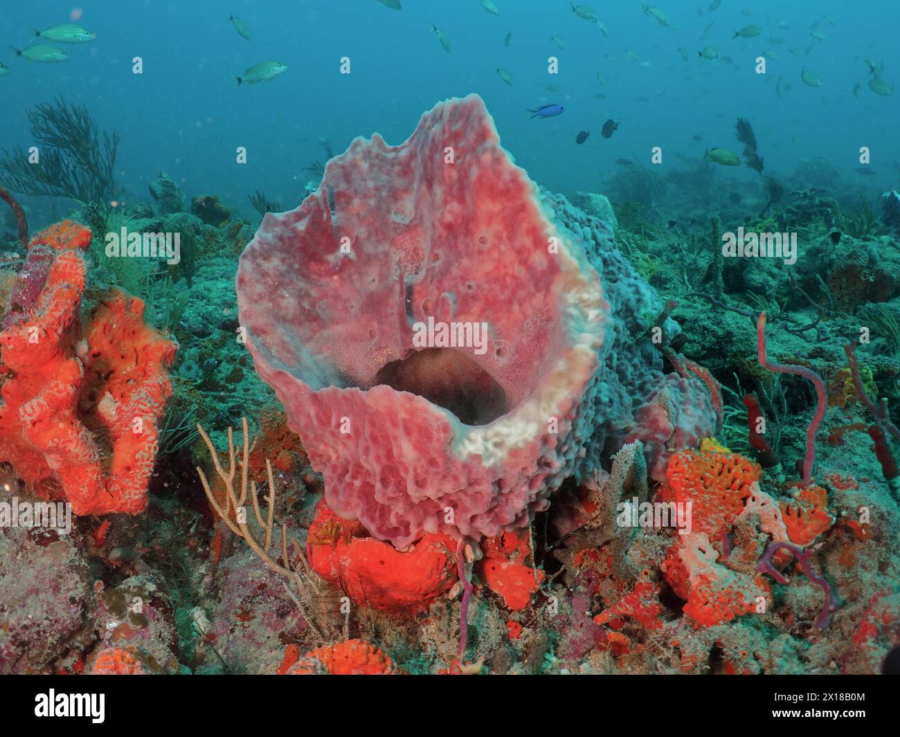 Giant barrel sponge (Xestospongia muta), dive site Paul's Reef, reef ...