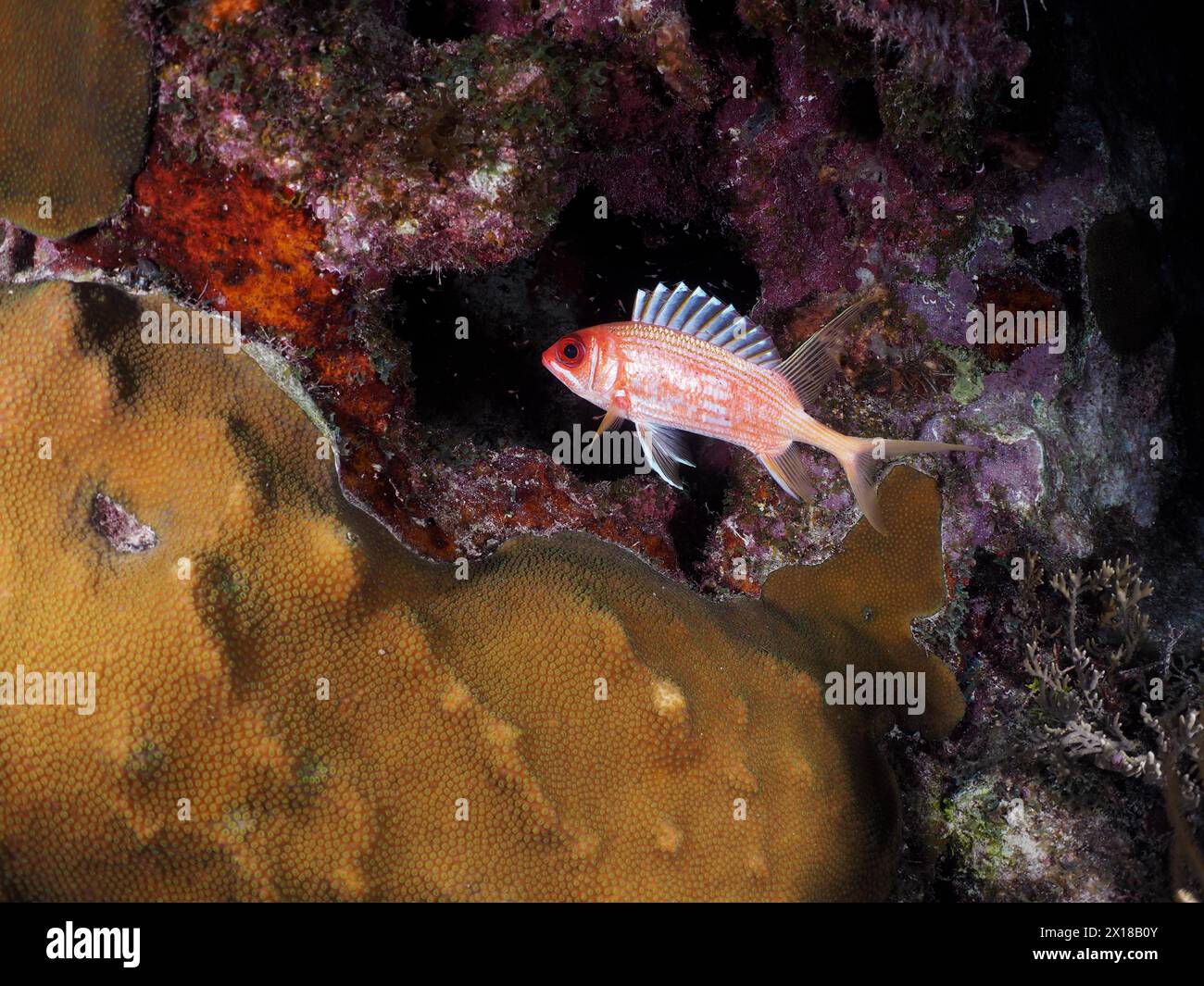 Longspine squirrelfish (Holocentrus rufus) at night, dive site John ...