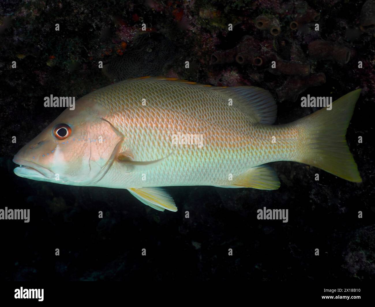 Dog snapper (Lutjanus jocu), dive site John Pennekamp Coral Reef State ...