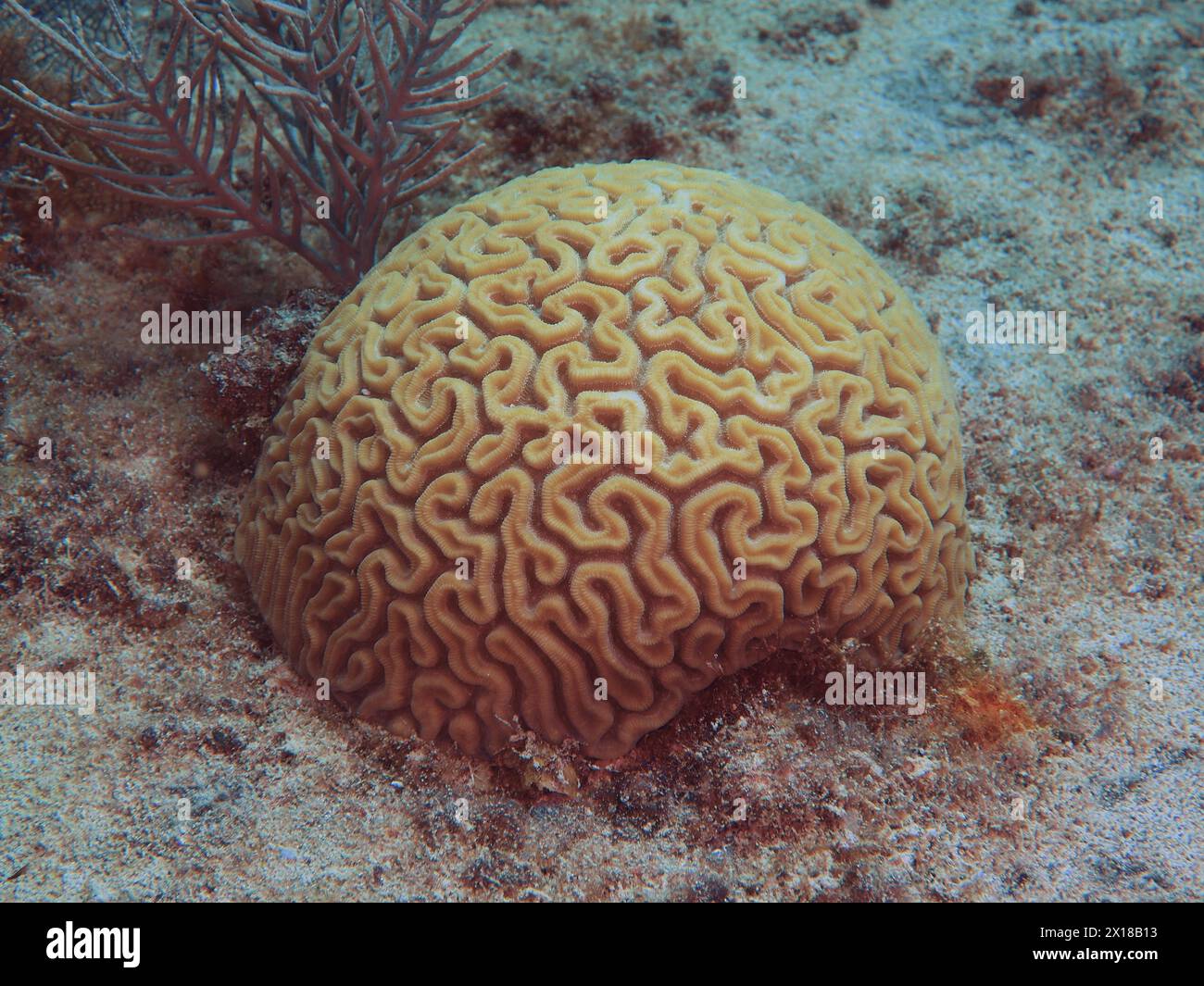 Brain coral (Diploria labyrinthiformis), dive site John Pennekamp Coral ...