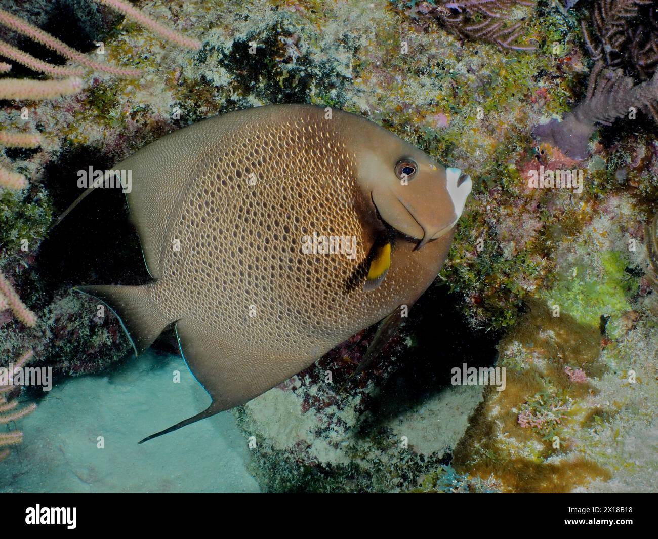 Gray angelfish (Pomacanthus arcuatus), dive site John Pennekamp Coral ...