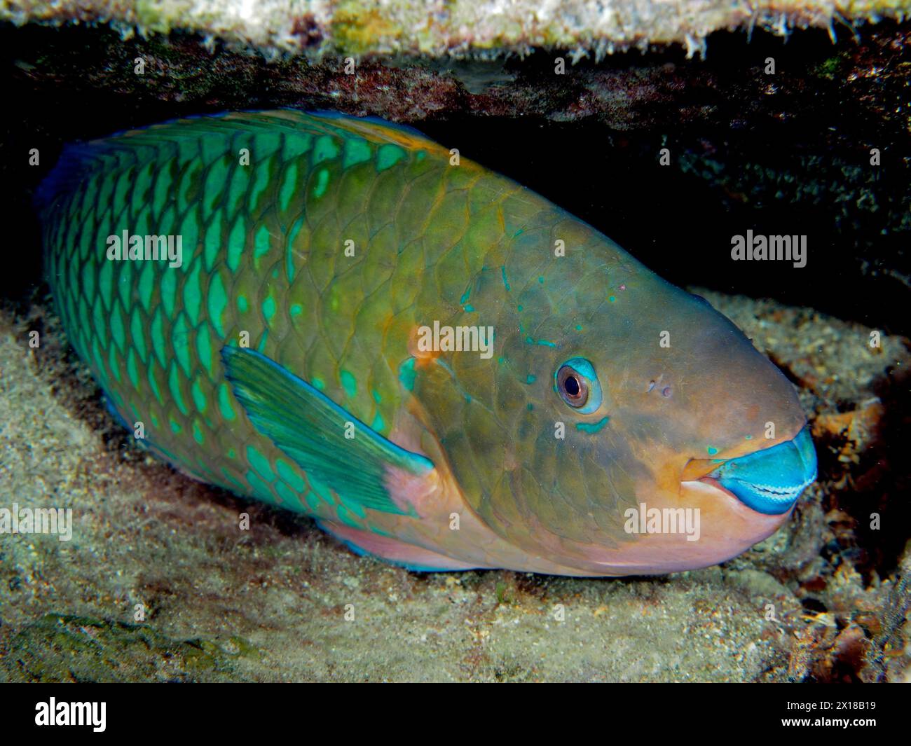 A stoplight parrotfish (Sparisoma viride) rests on the wreck of the ...