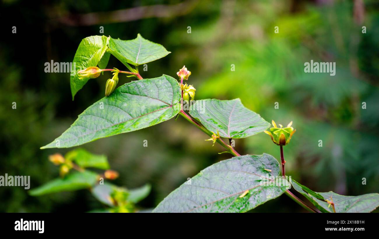 Kapas hantu hi-res stock photography and images - Alamy