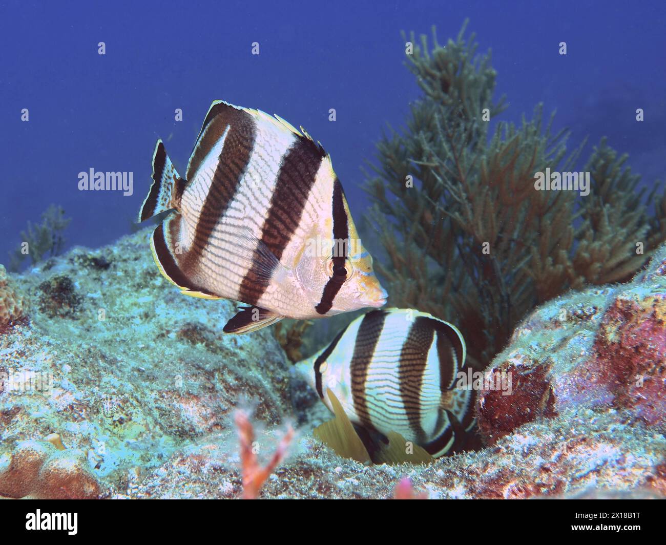 Pair of banded butterflyfish (Chaetodon striatus), dive site John ...