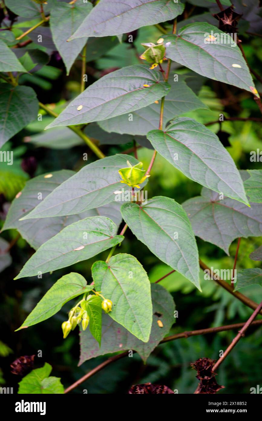 Devil's Cotton (Abroma augustum, Ulat Kambal, perennial Indian hemp ...