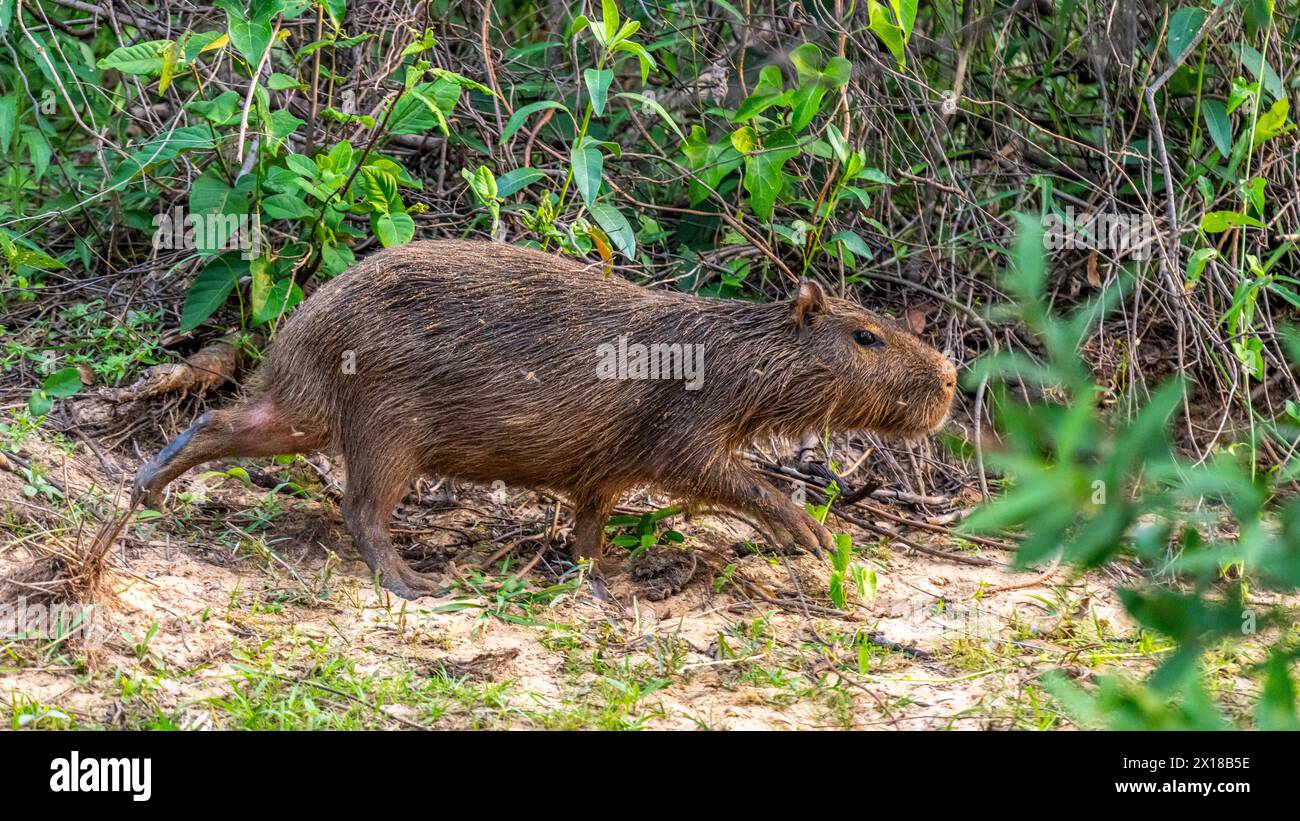 Capybara (Hydrochoerus hydrochaeris), Corixo do Cerrado, Pantanal ...