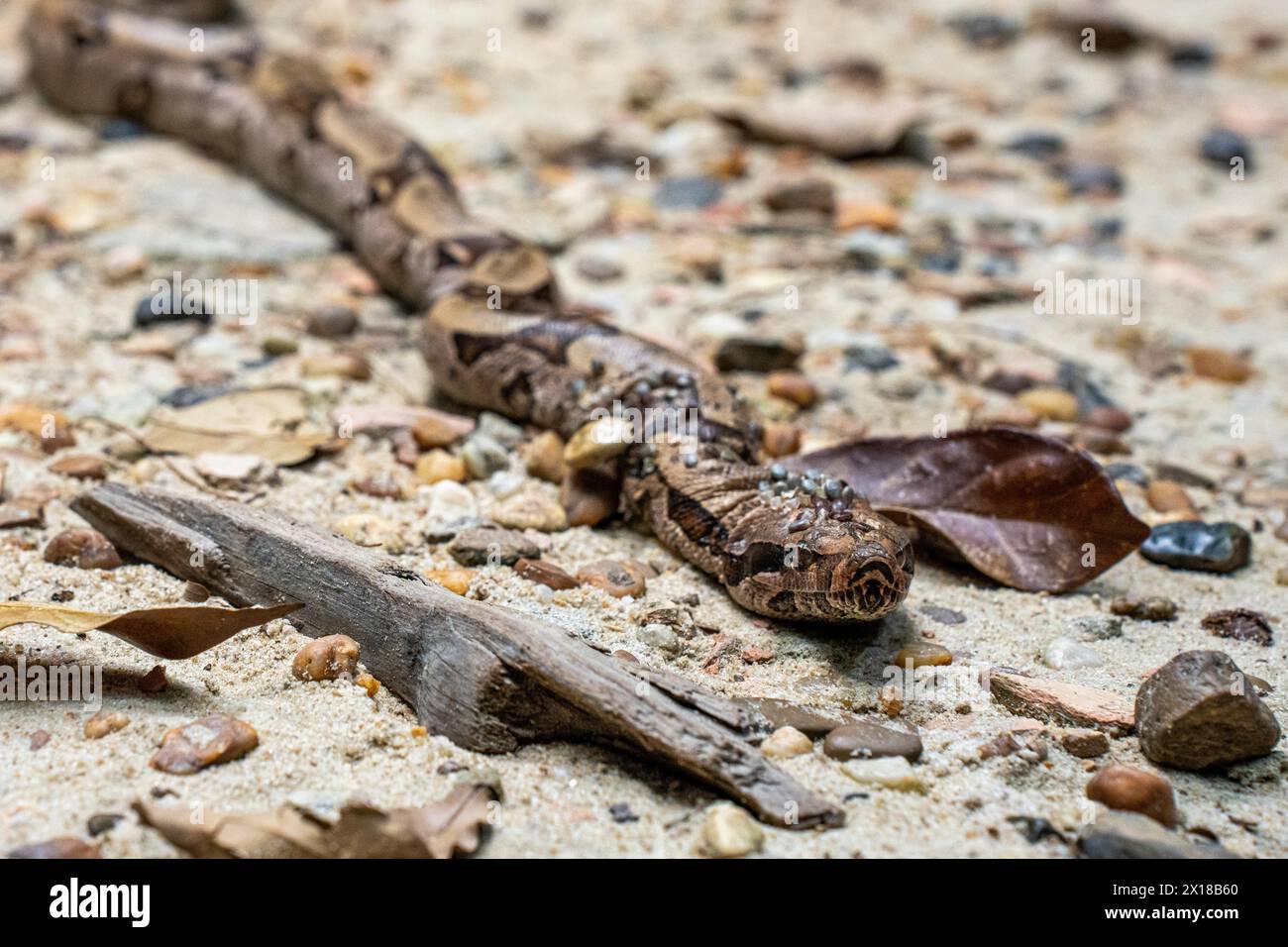 Boa constrictor infested with ticks, Amazon Museum MUSA, Cidade de Deus ...