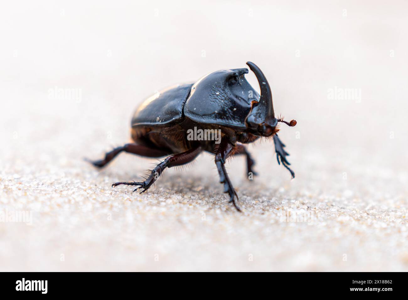 Rhinoceros beetle (Oryctes rhinoceros) on the beach, Praia Lasmar ...