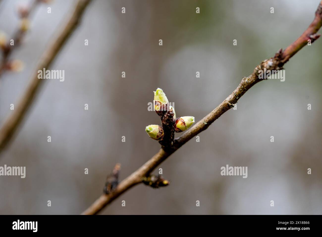 Spring. Grape vine with a bud. New growth budding out from grapevine ...
