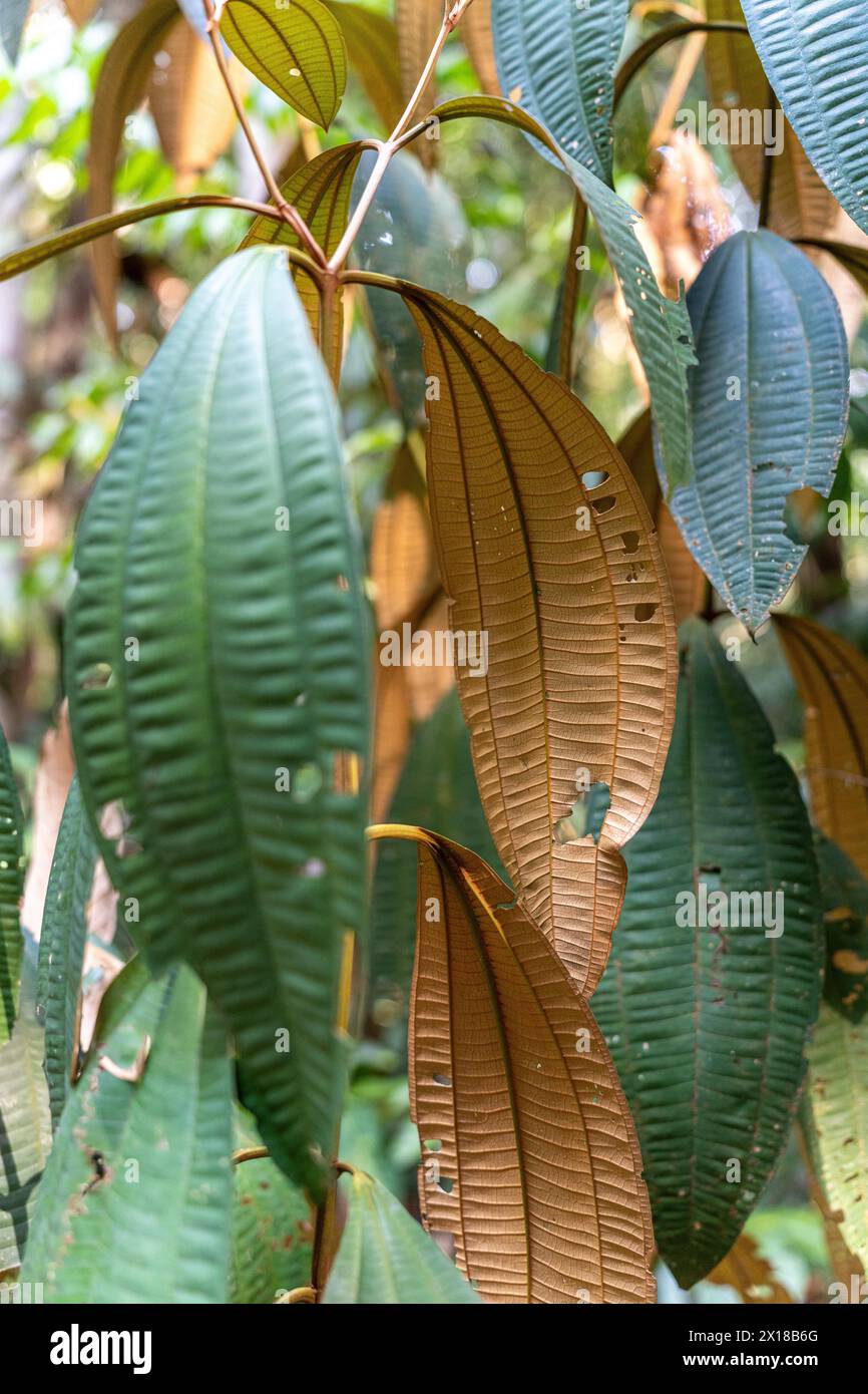 Amazon Museum MUSA, Cidade de Deus, Manaus, Brazil Stock Photo - Alamy