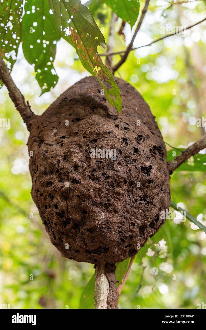 Termite tree nest, Amazon Museum MUSA, Cidade de Deus, Manaus, Brazi ...