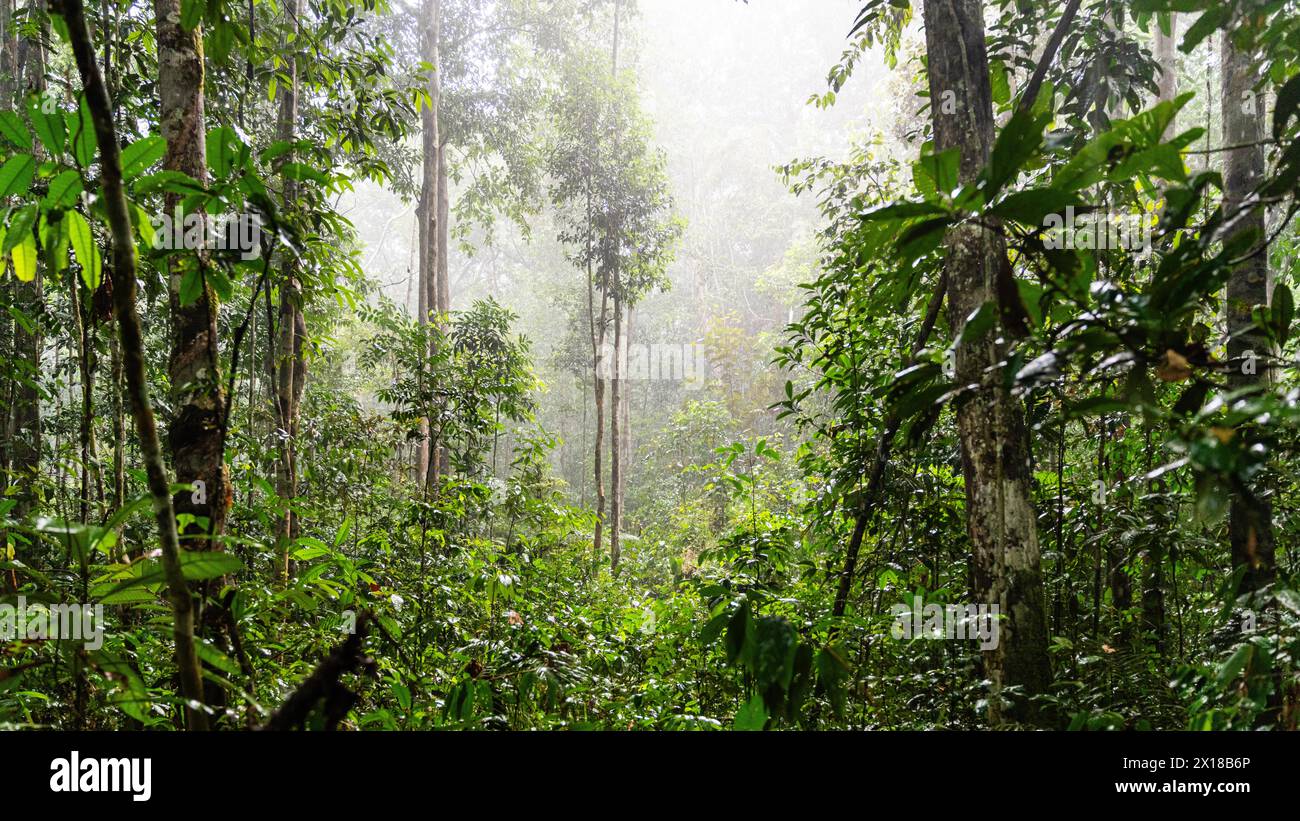 Rainforest, IIranduba, Manaus State of Amazonas, Brazil Stock Photo - Alamy