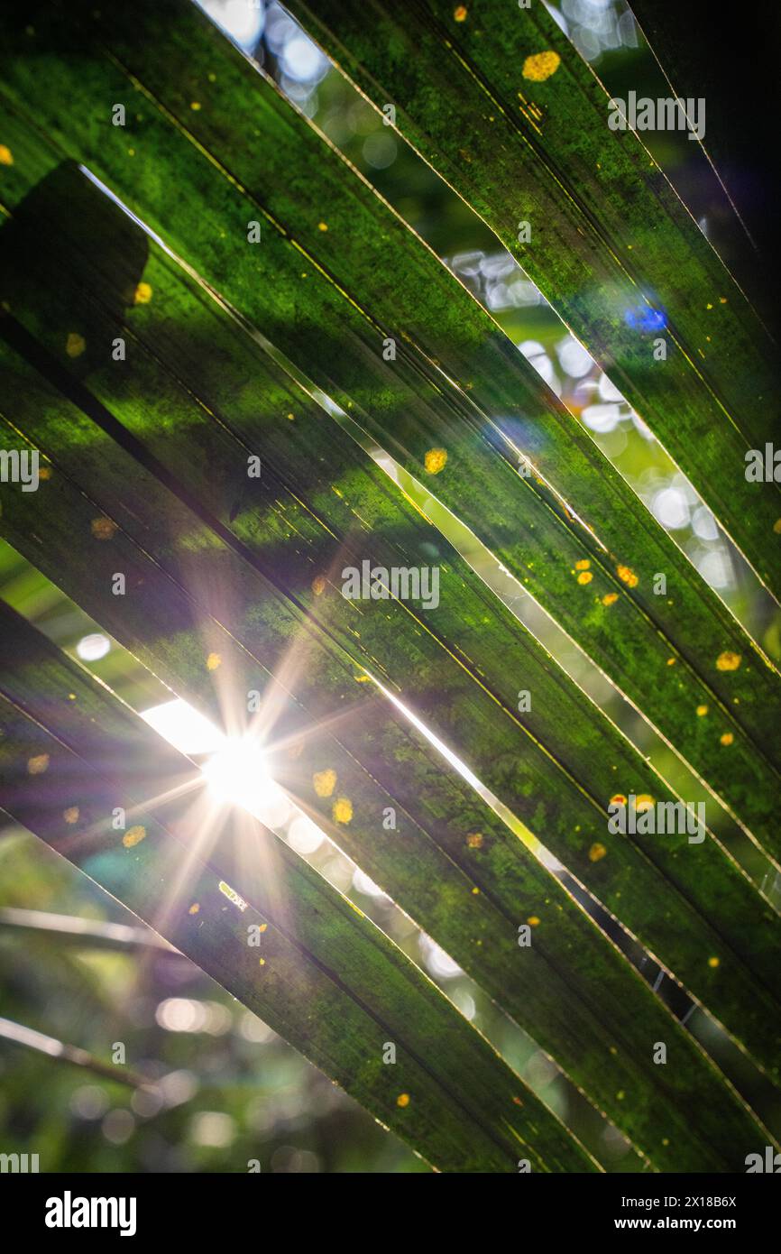 Sun flashes through the rainforest, Amazon Museum MUSA, Cidade de Deus ...
