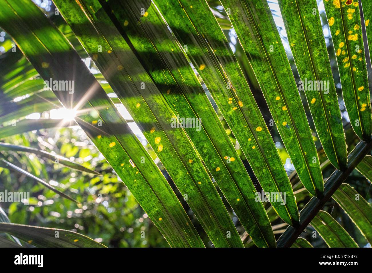 Sun flashes through the rainforest, Amazon Museum MUSA, Cidade de Deus ...
