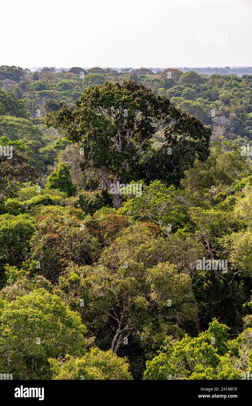 Amazon rainforest culture hi-res stock photography and images - Alamy