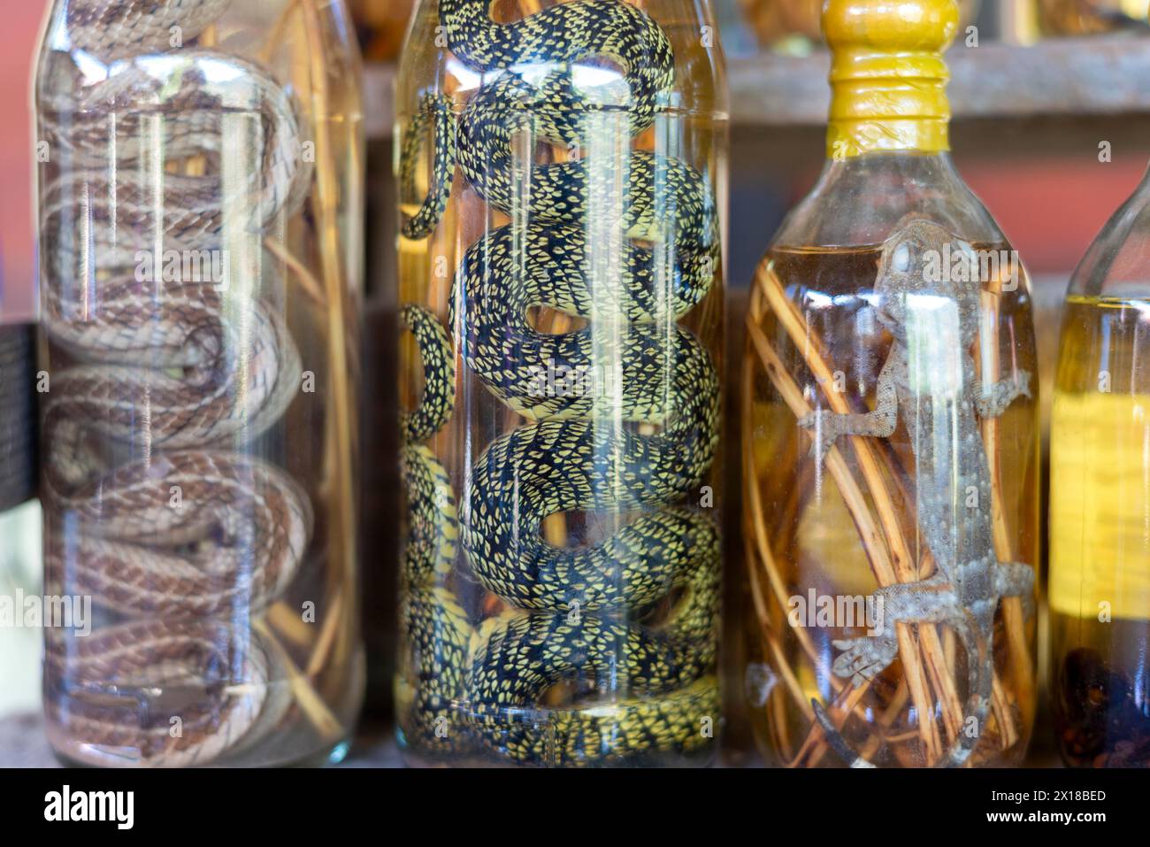 Choum, rice liquor, rice wine with pickled scorpions and snakes for ...