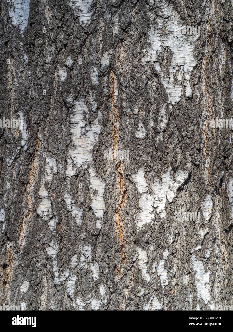 The texture of the birch bark. Birch bark background Stock Photo - Alamy