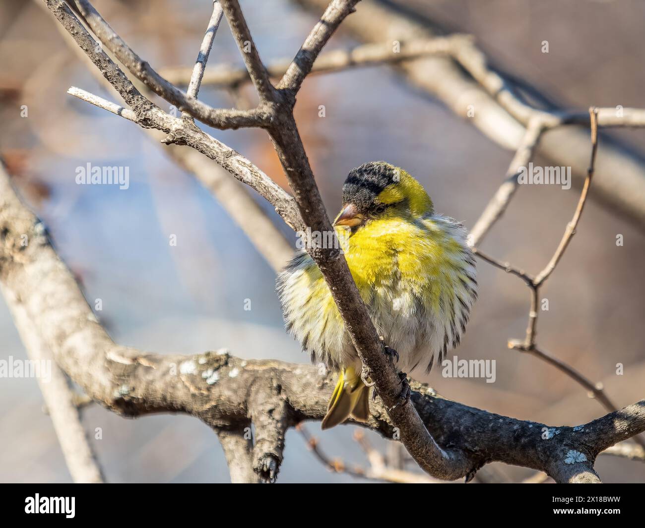 Eurasian siskin male, latin name spinus spinus, sitting on branch of ...