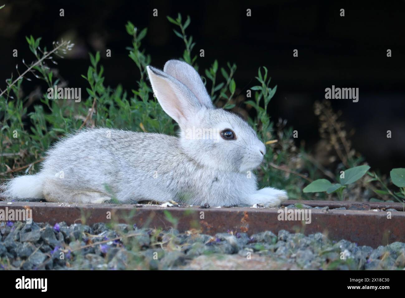 Domestic childhood hi-res stock photography and images - Alamy