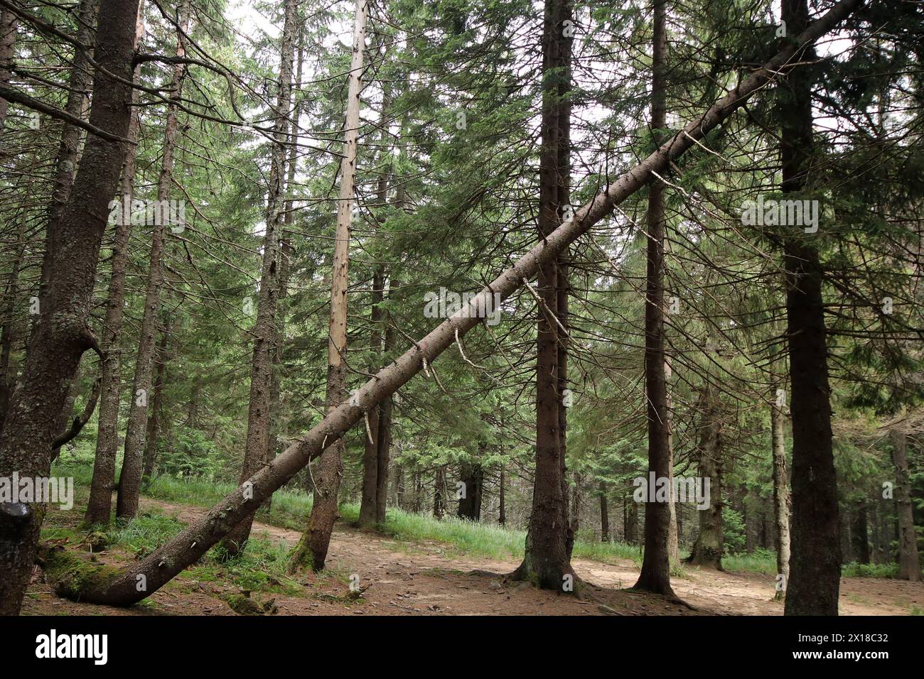 Ukrainian carpathian mountain landscape hi-res stock photography and ...
