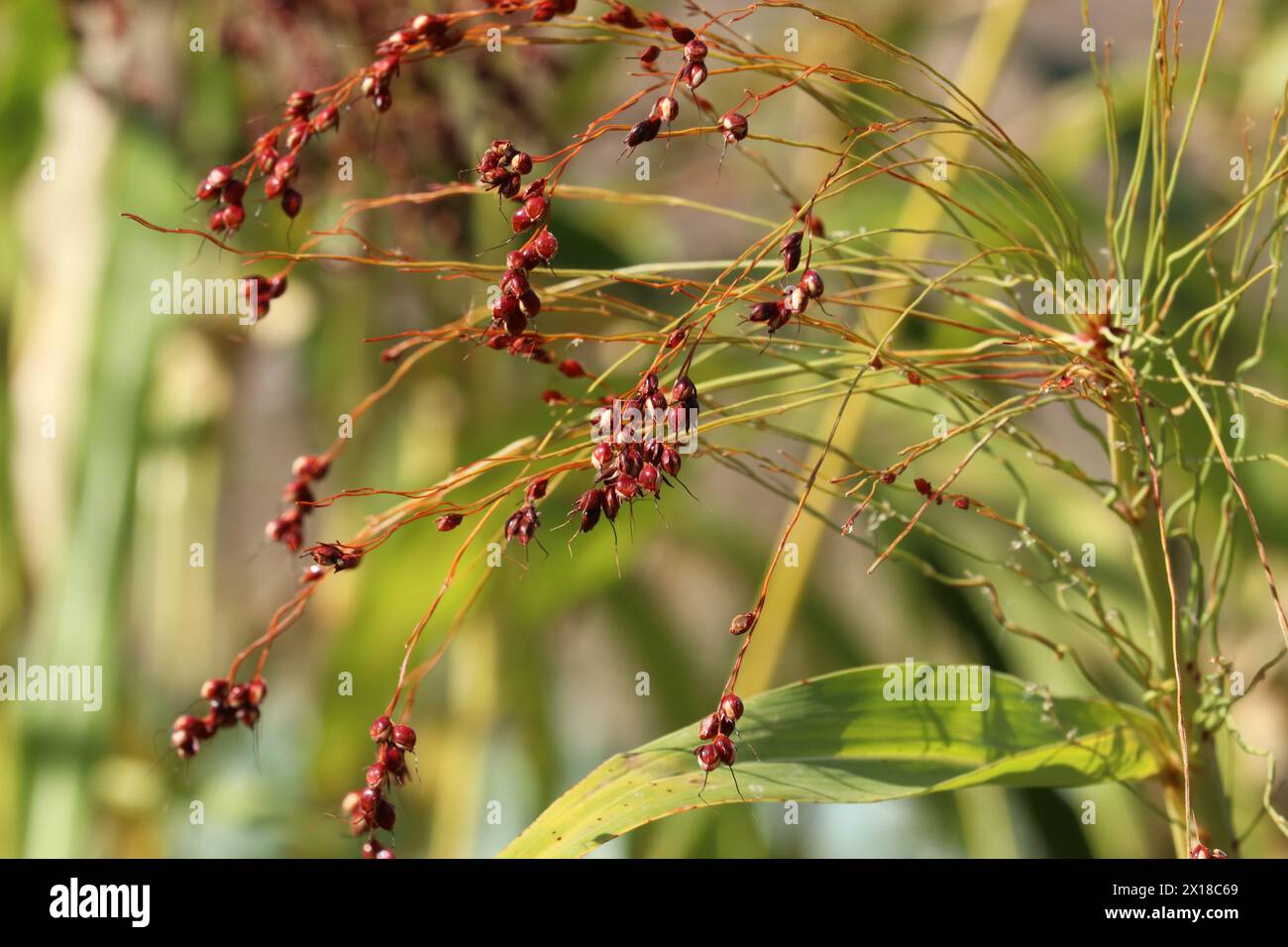 Red sorghum plant on blurred background Stock Photo - Alamy