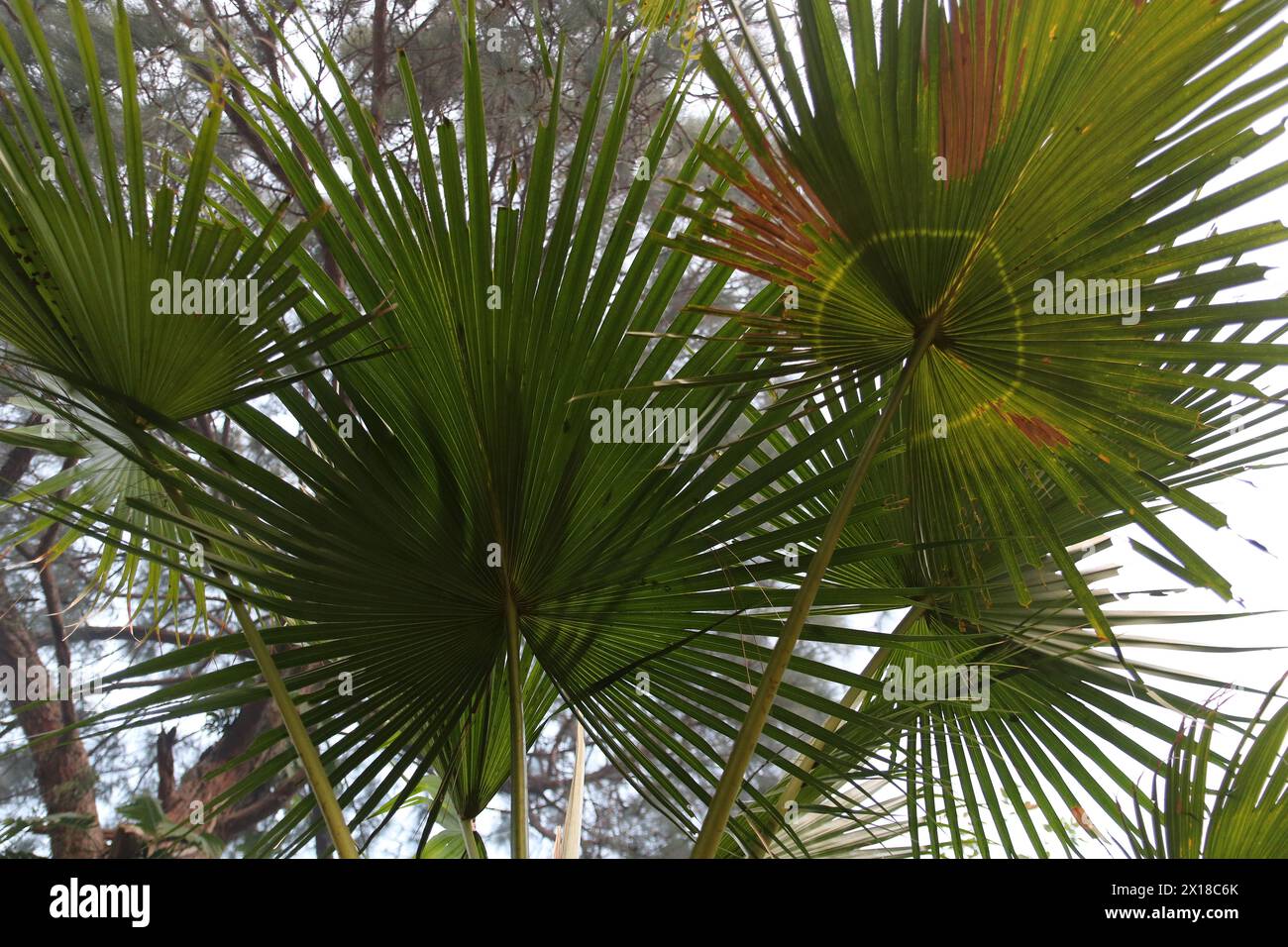 Bottom of the palm tree hi-res stock photography and images - Alamy
